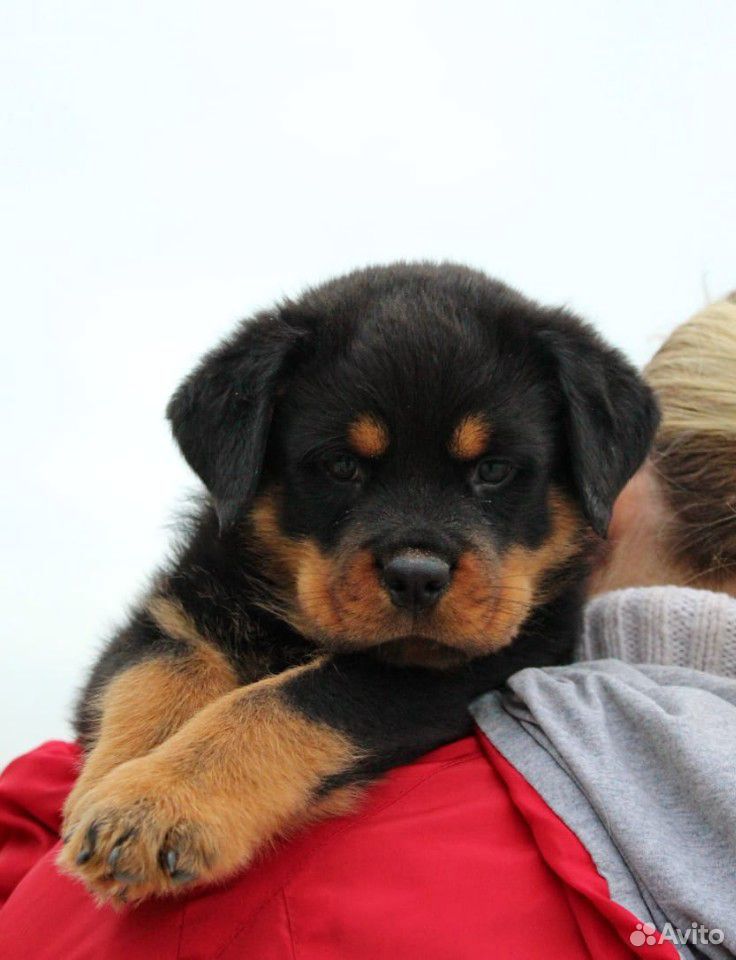 Ротвейлер детки