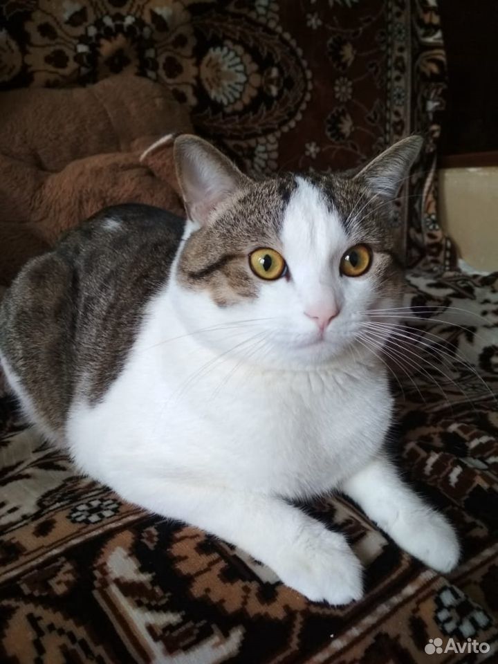 Котик в добрые руки