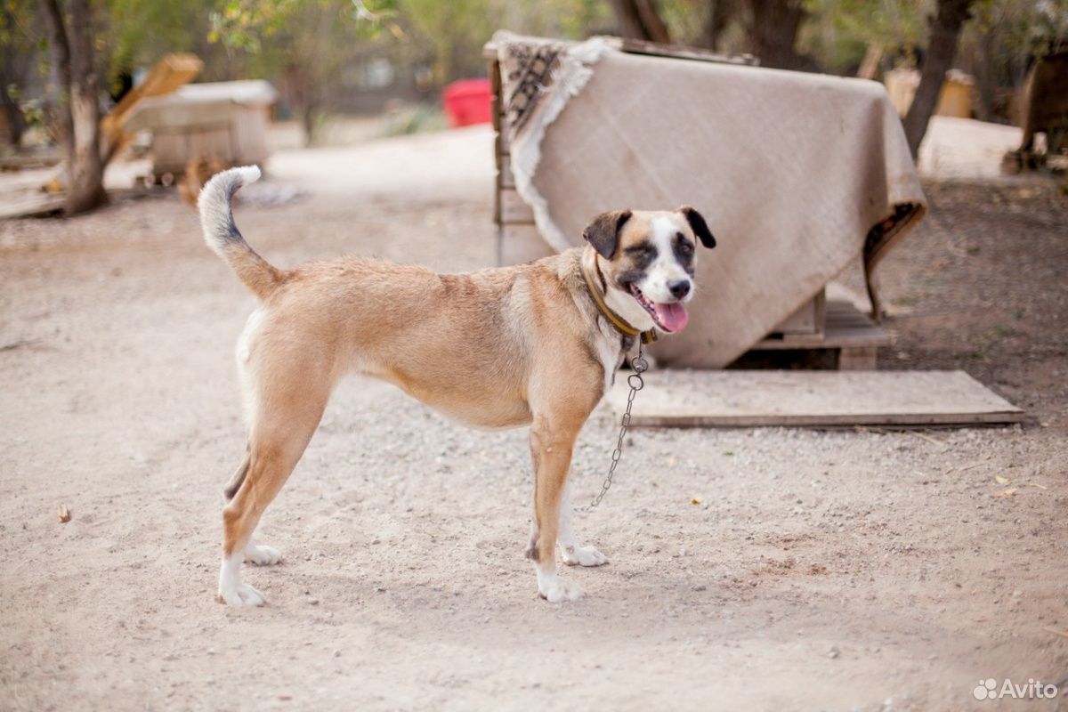 Моника в добрые руки