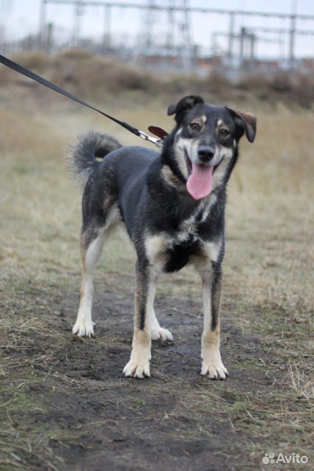 Отдам собаку в дар