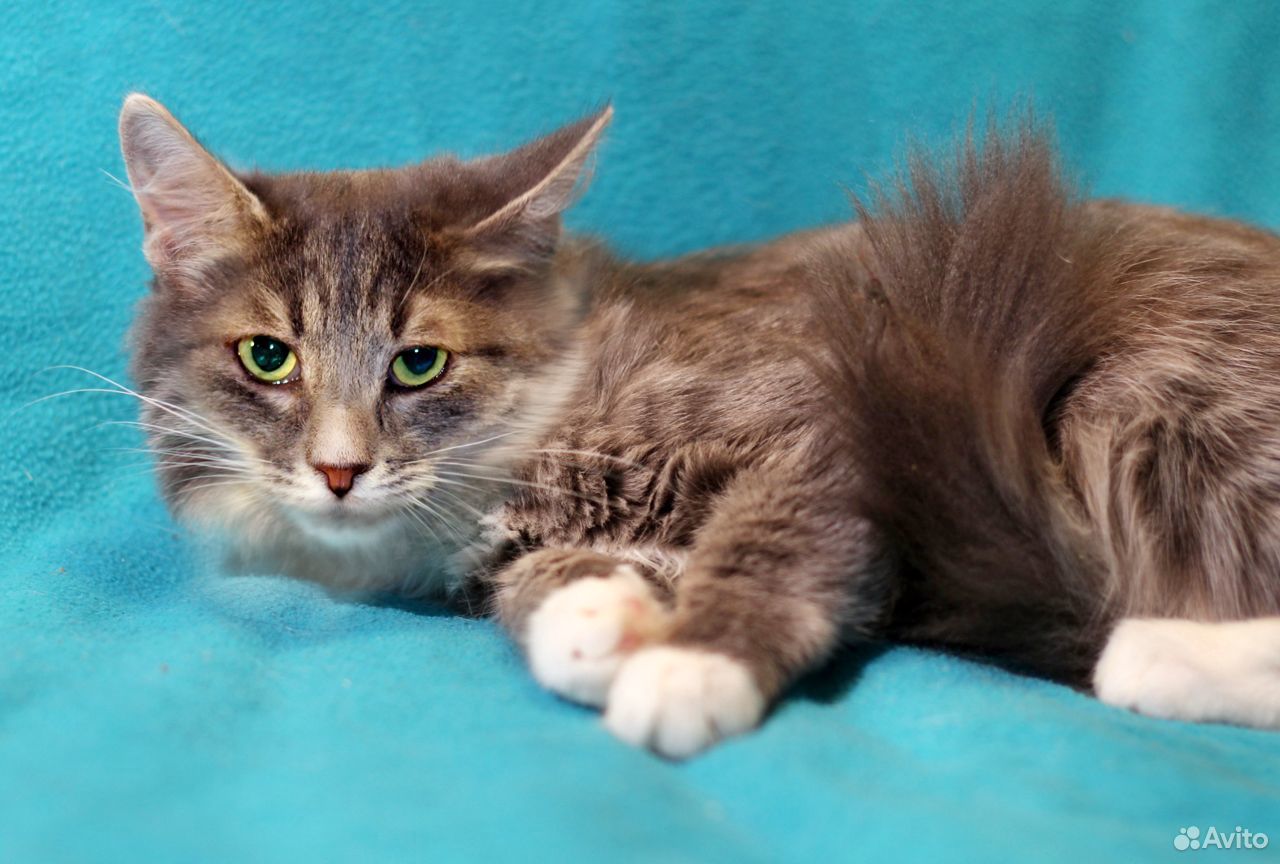 Мурчалкина - лапуля, умница и просто красавица