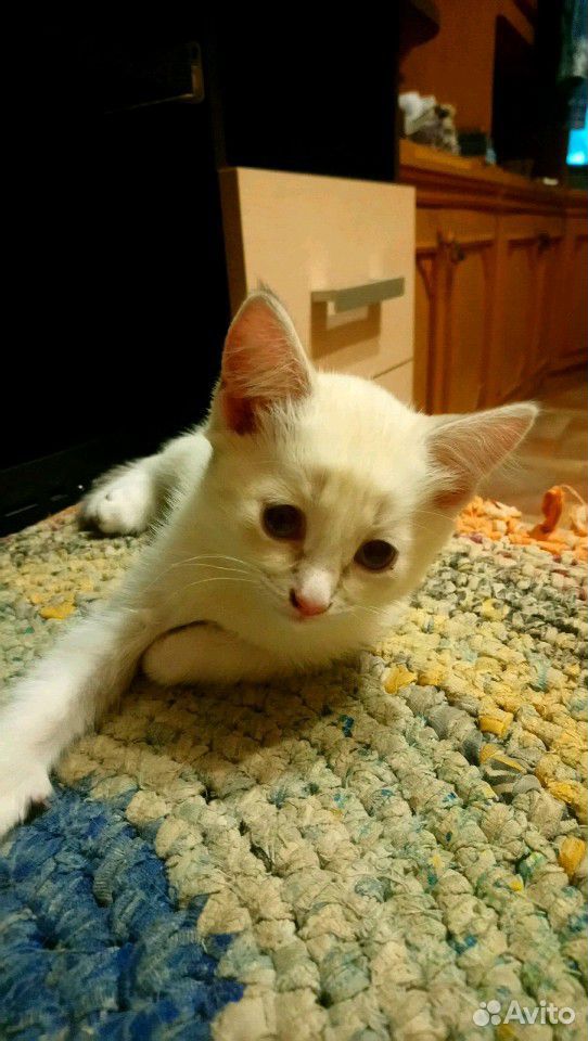Кошка