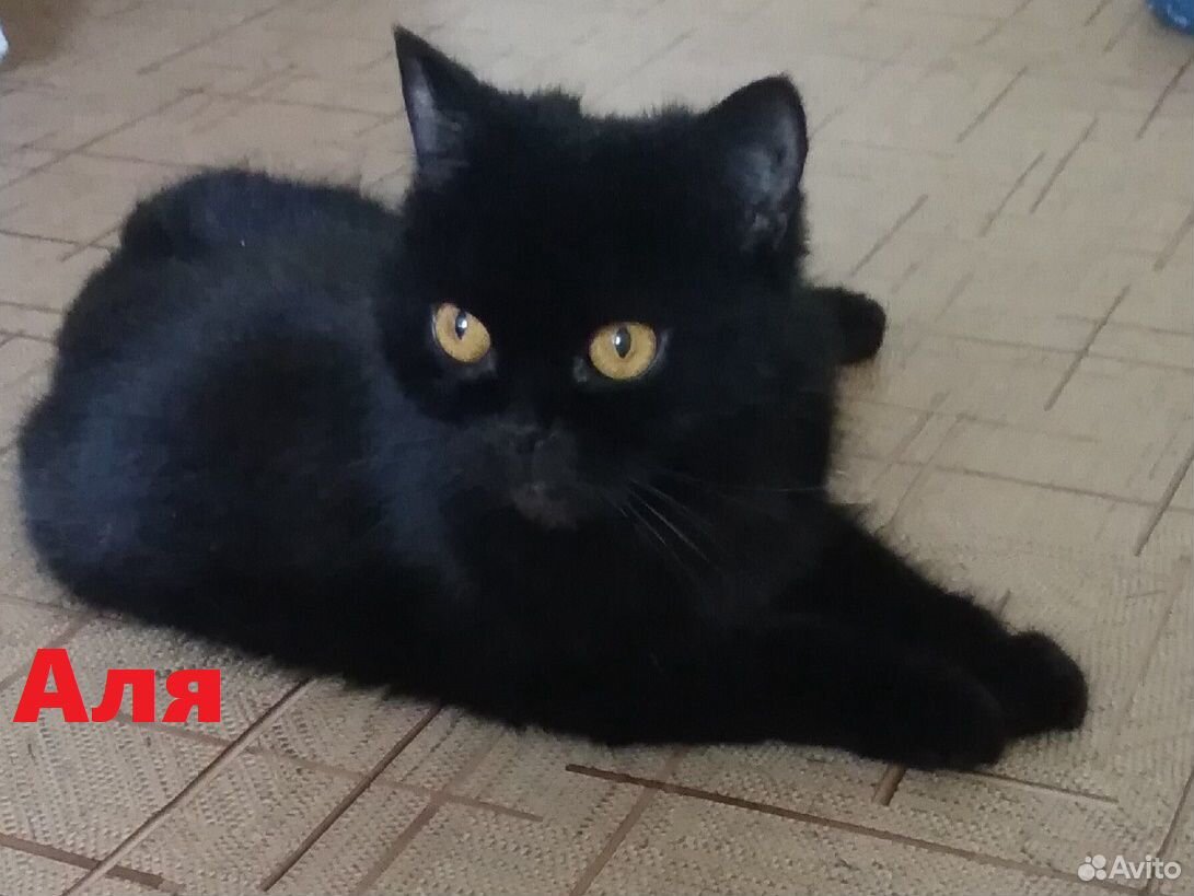 Кошка Аля британка ищет дом