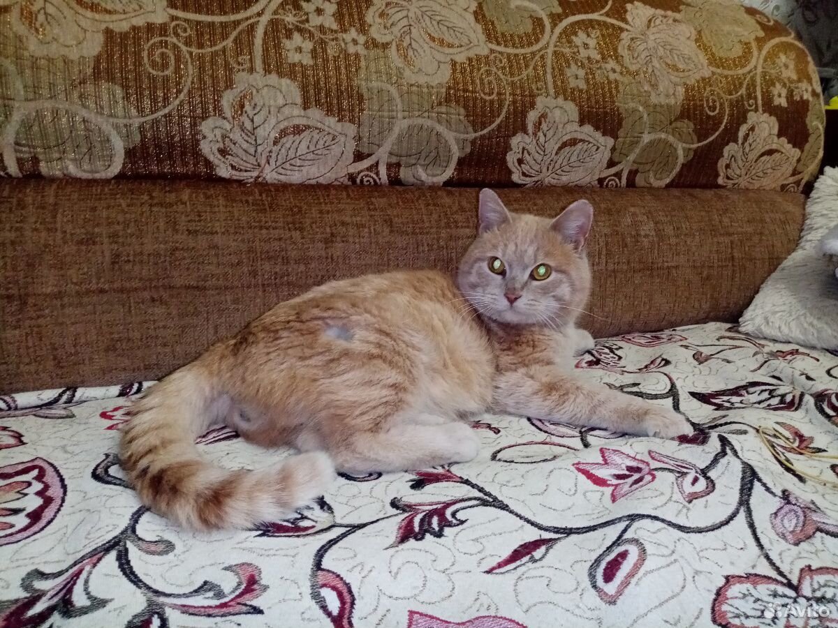 Котик, Медок, кастрирован