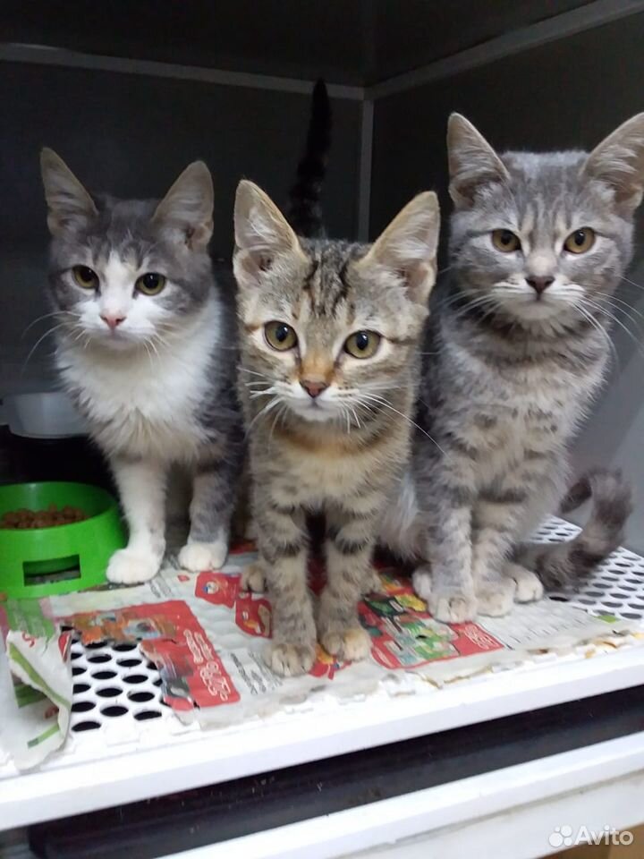 Сладкие плюшечки.-5 мес.стерилизованы