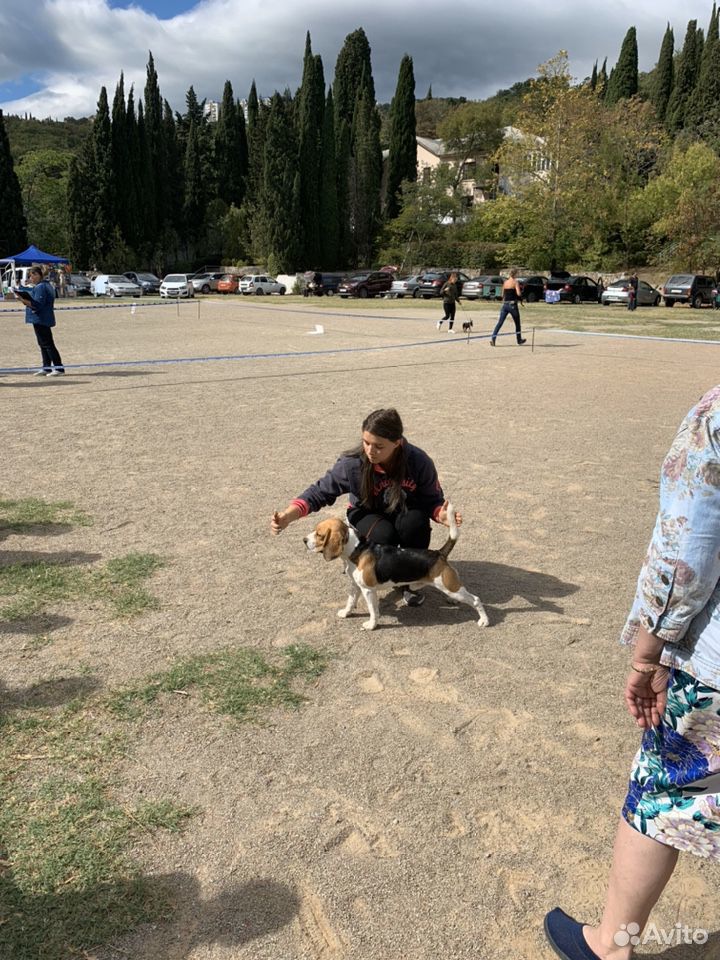 Бигль Вязка