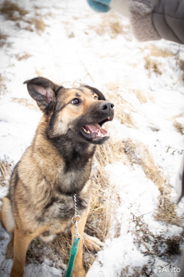 Юный оптимист ищет дом, собака в добрые руки