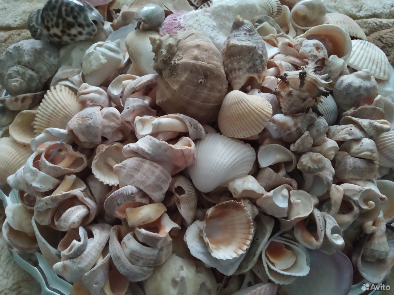 Морские ракушки