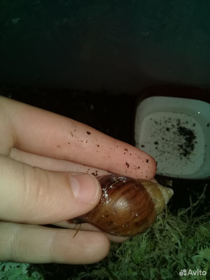 Улитка ахатина пантера