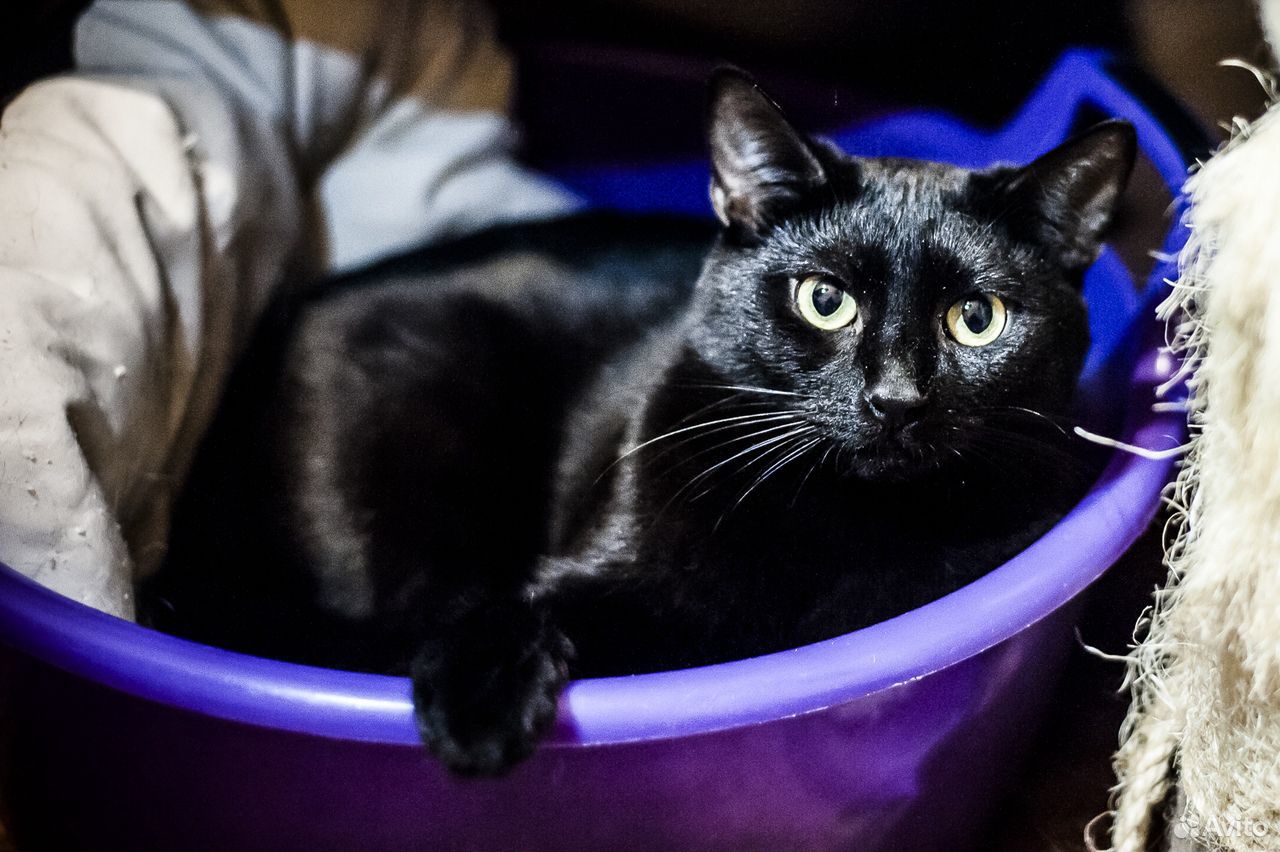 Кот Изюмчик в добрые руки