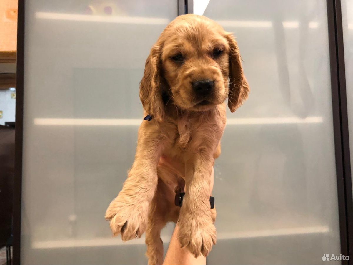 Кокер спаниель