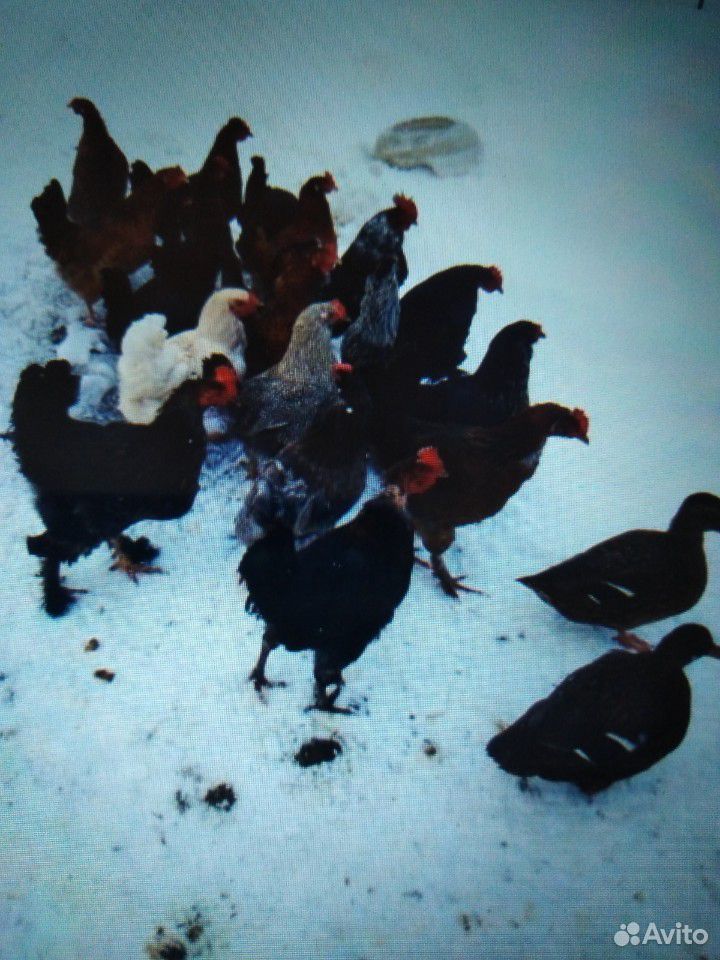 Яйцо куриное