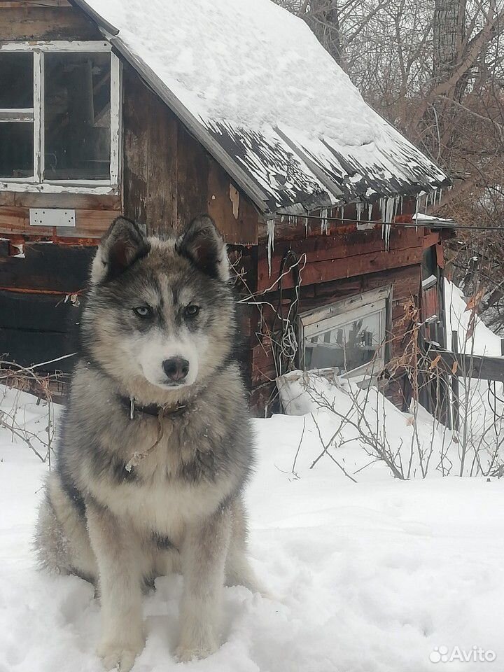 Сибирский хаски