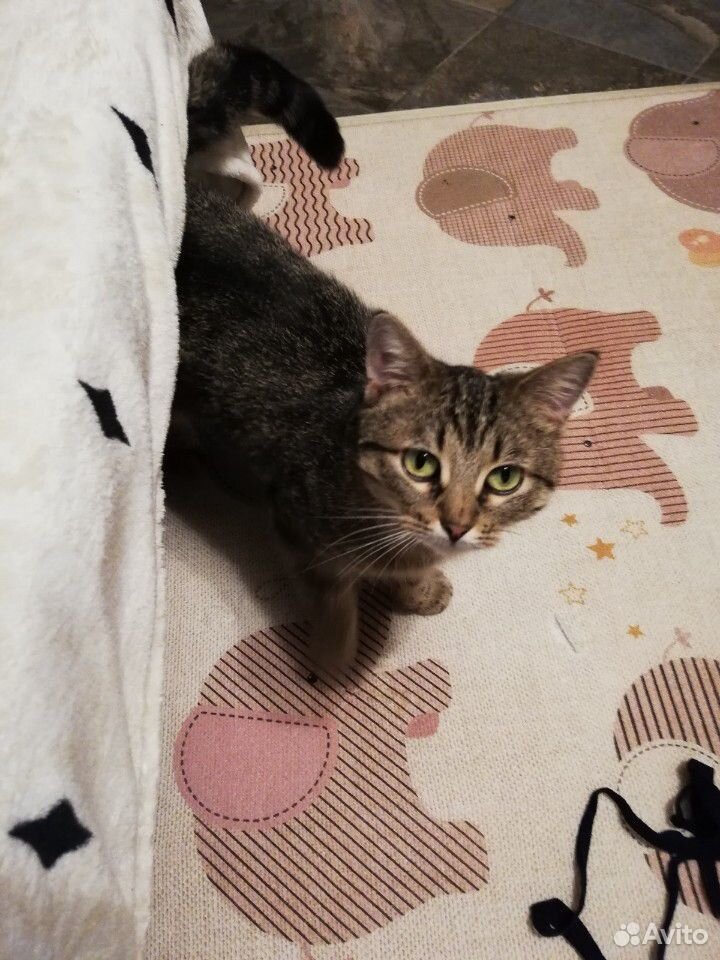 Молодая кошечка Алиса