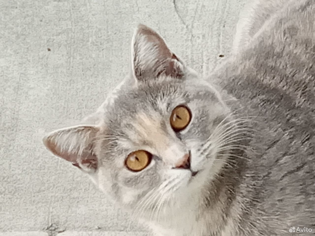 Кошка британка стерлизованная