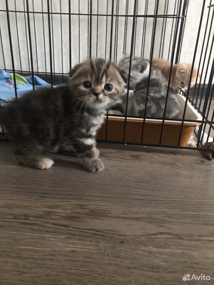 Британская