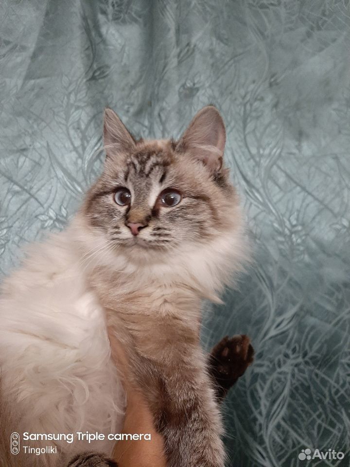 Кошка
