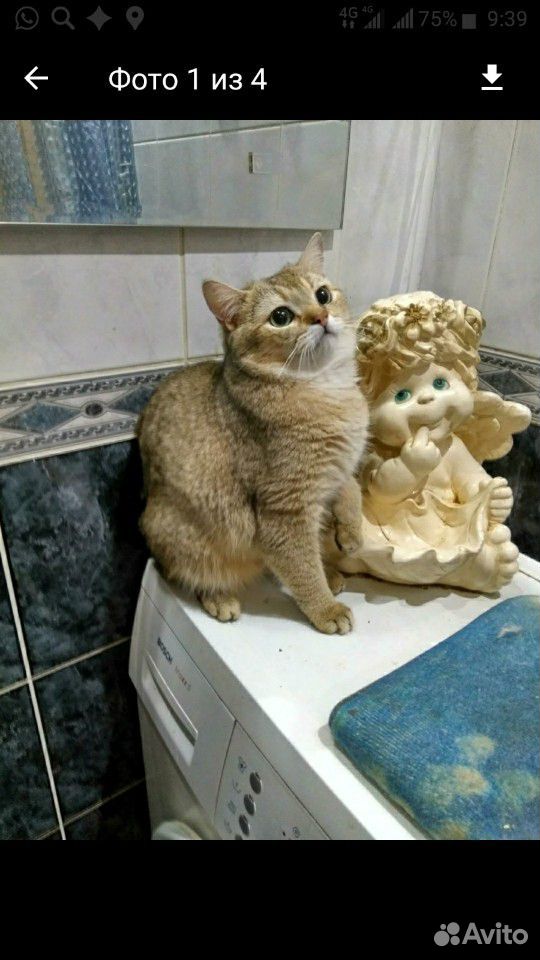 Котик золотого окраса
