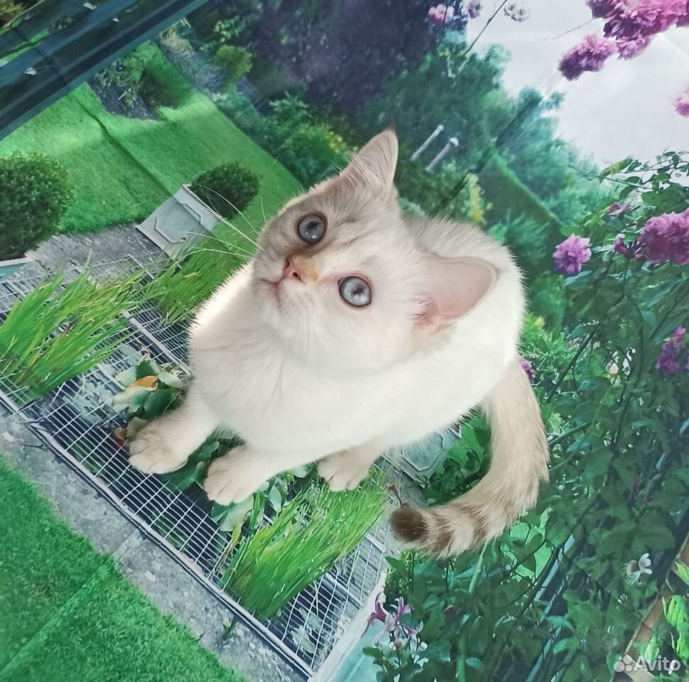 Британские котята