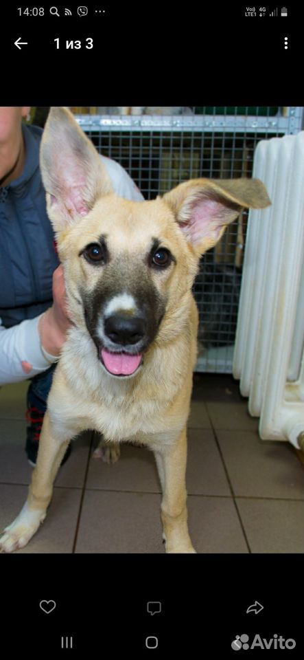 Лада ищет хорошую семью