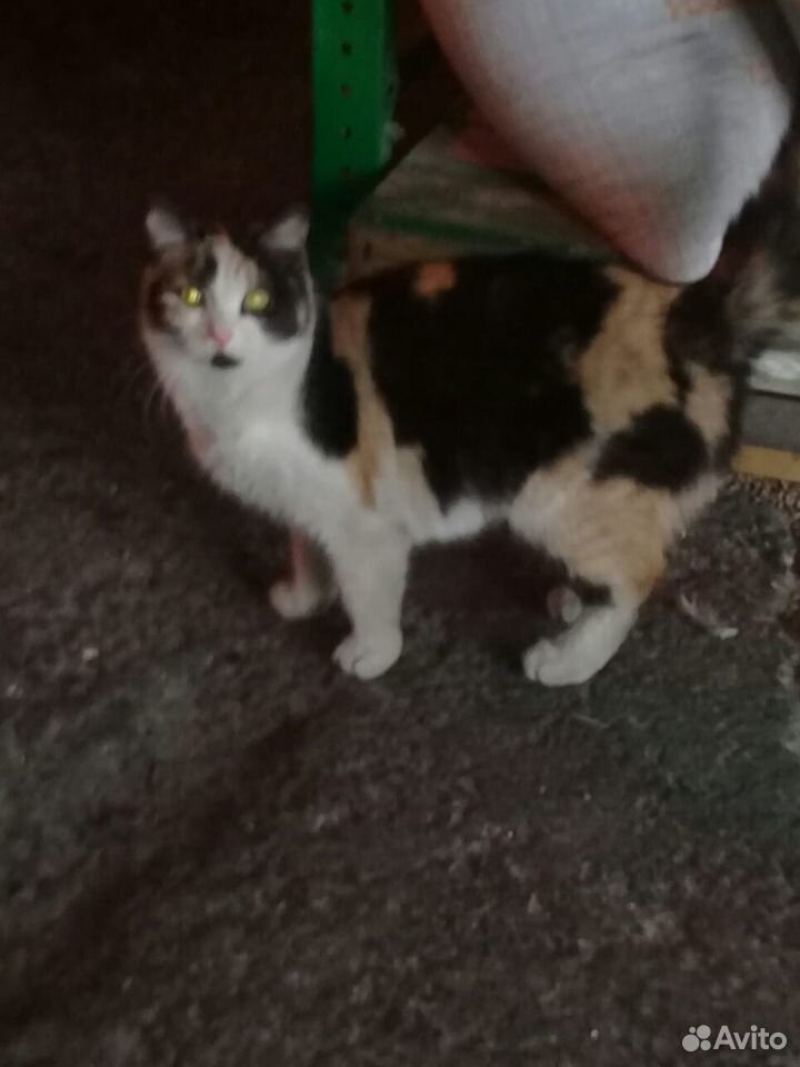 Красивые трехцвет-е котята, 8 мес. Мур-мур, хозяин
