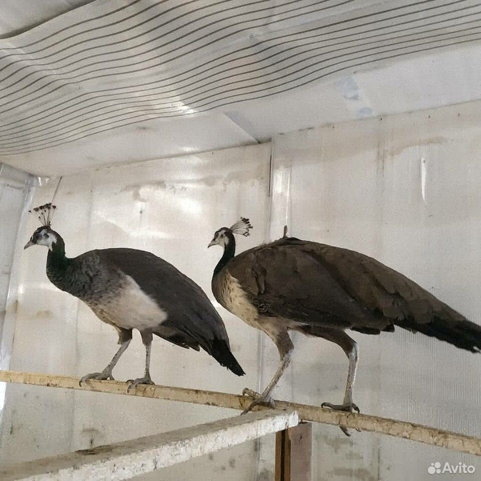 Самка павлина