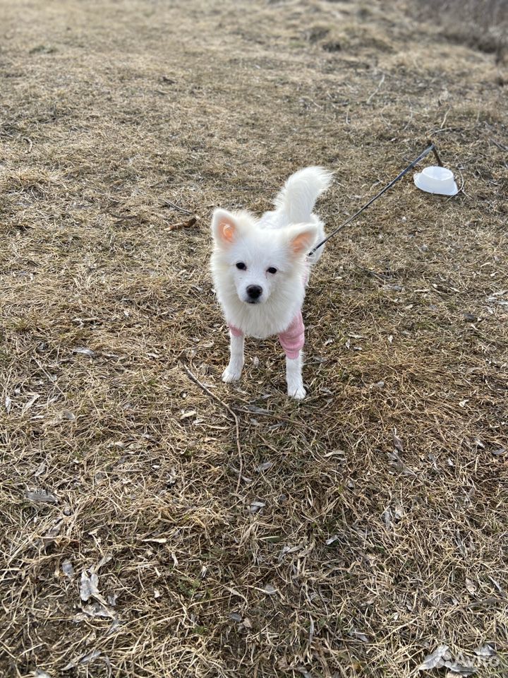 Немецкий шпиц