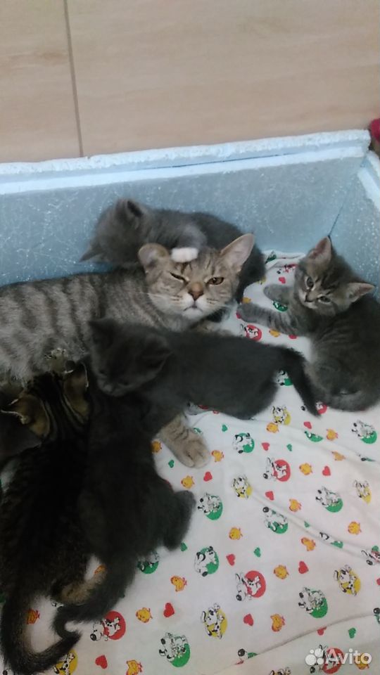 Котята британские