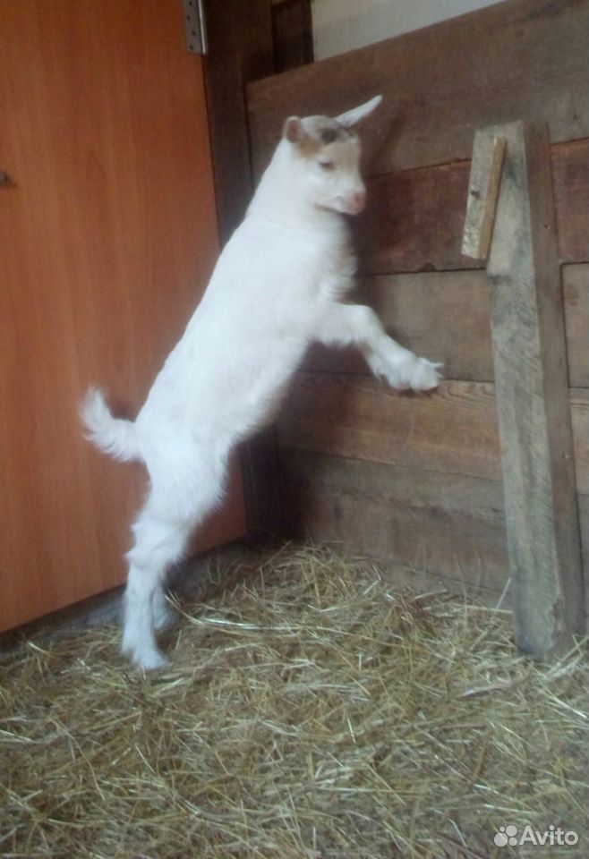 100 зааненские Ч/П козлики