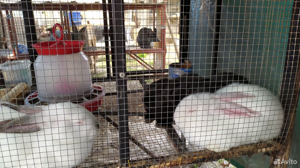 Продам молодняк кроликов