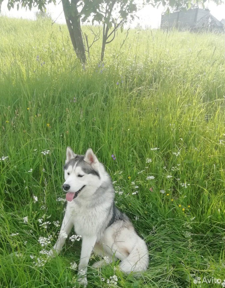 Сибирский хаски