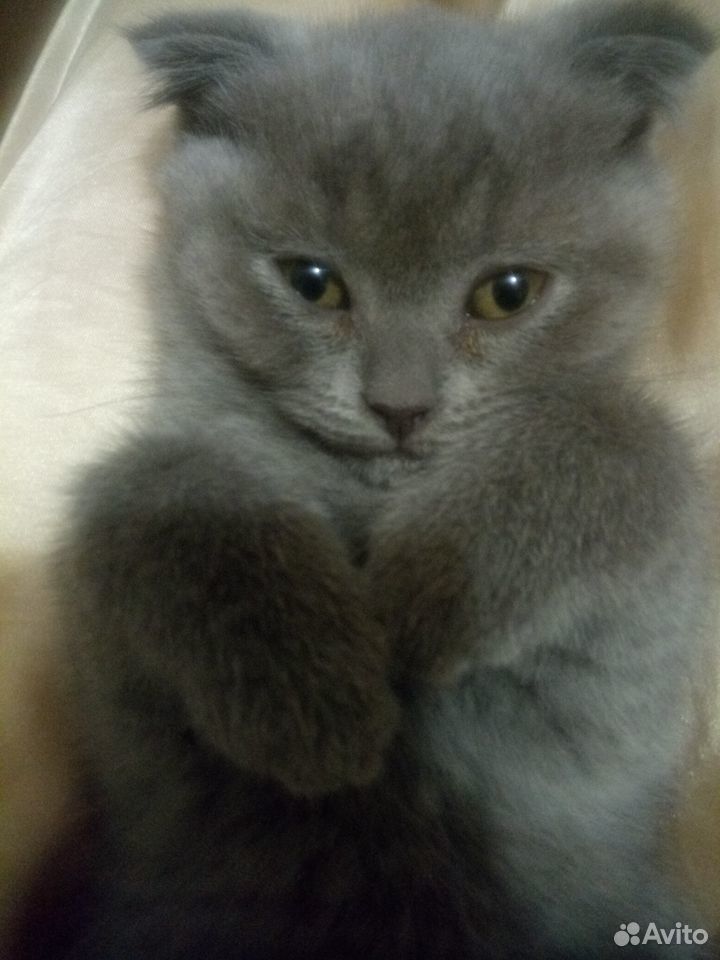 Шотландский котенок