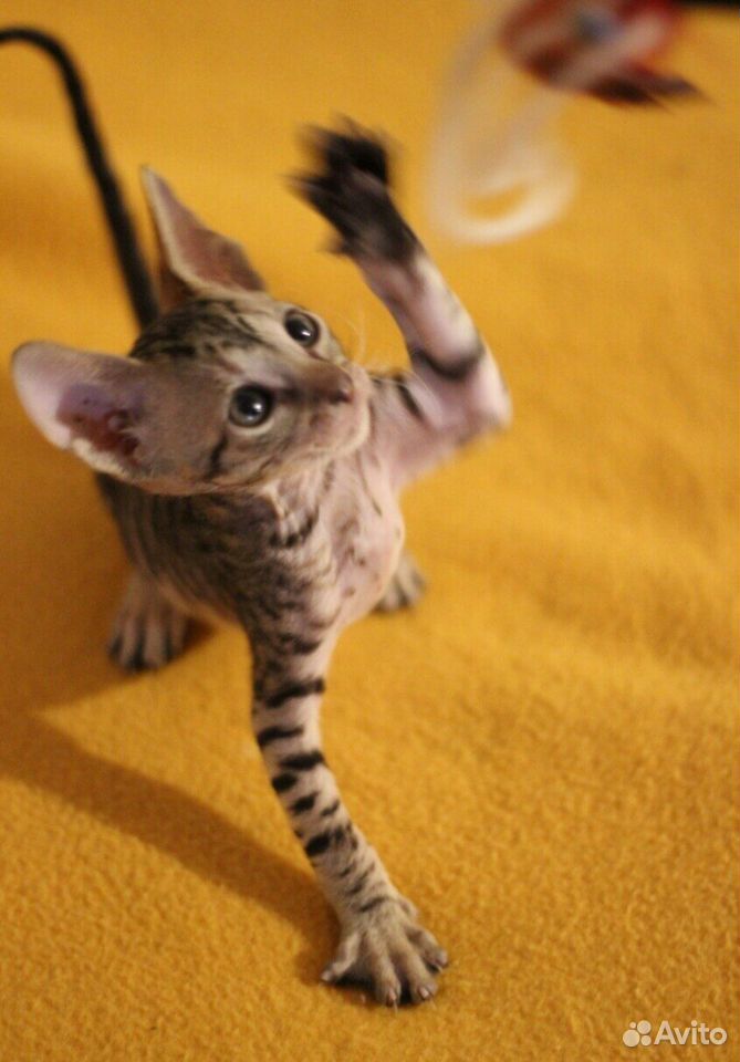 Котята корниш рекс в резерв