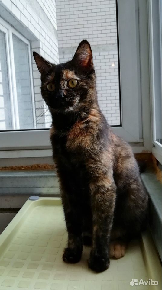 Молодая кошечка ищет дом
