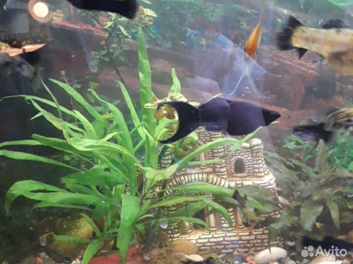 Рыбки аквариумные Молинезия