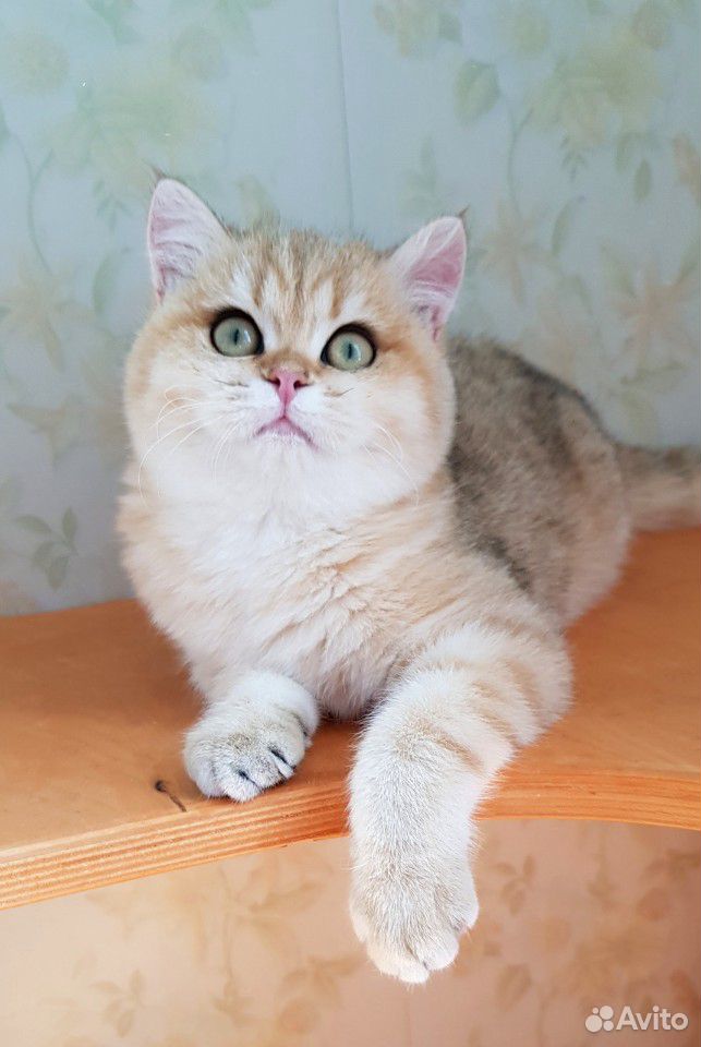 Плюшевая золотуля