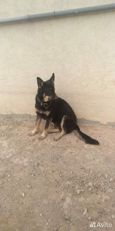 Восточно-европейская овчарка