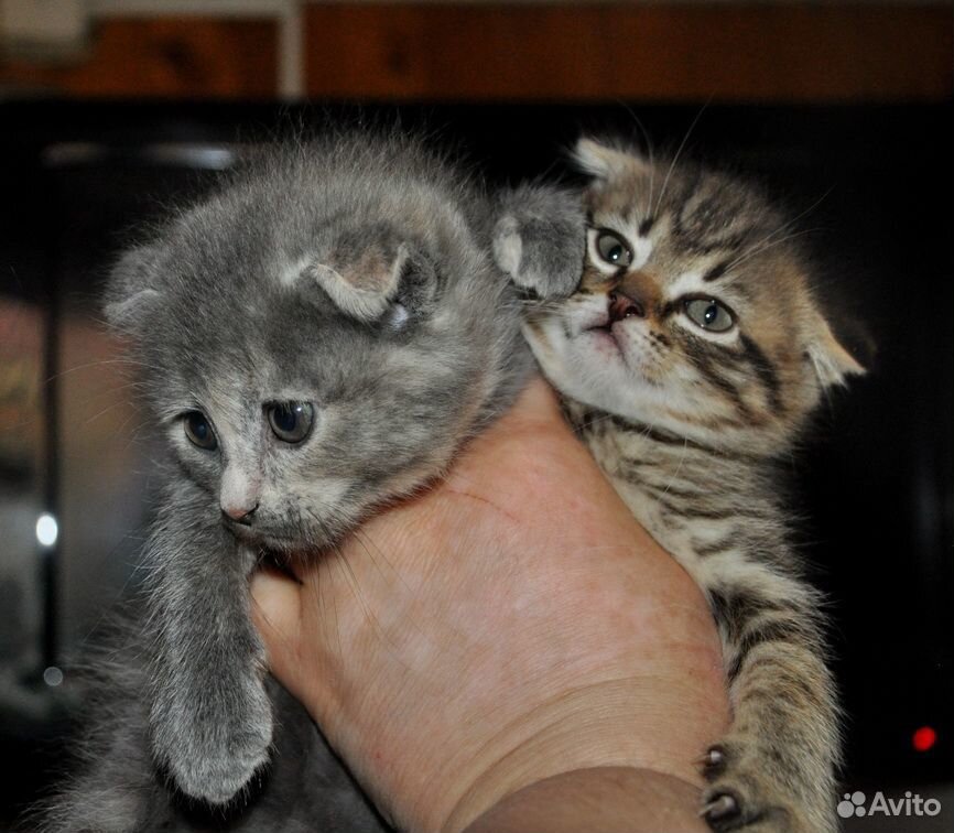 Шотландские котята