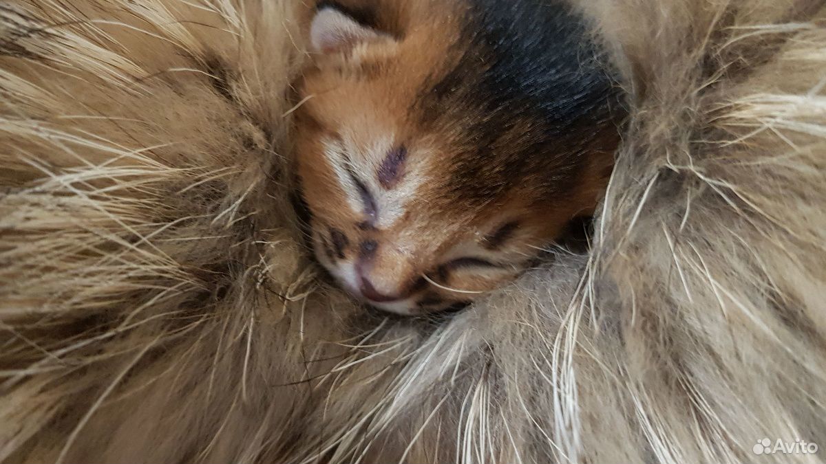 Абиссинские котята