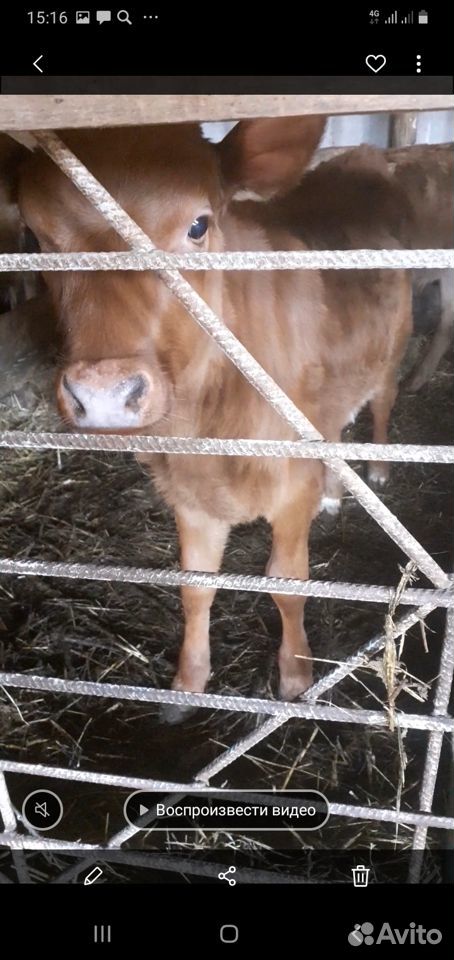 Продаю трехмесячную, отпоенную телочку от молочной