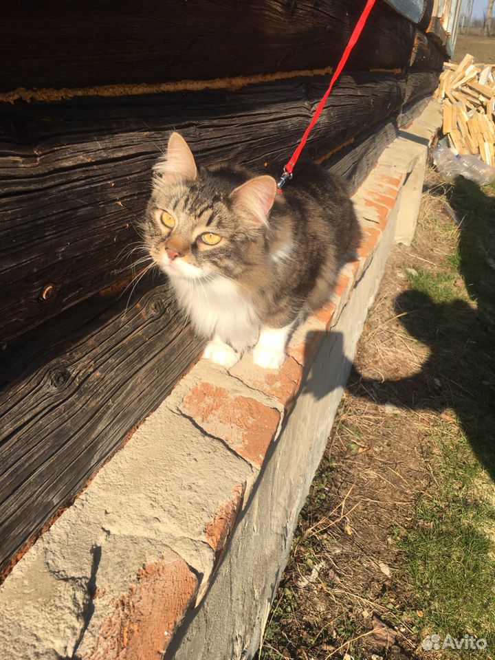 Котик Леон в добрые руки