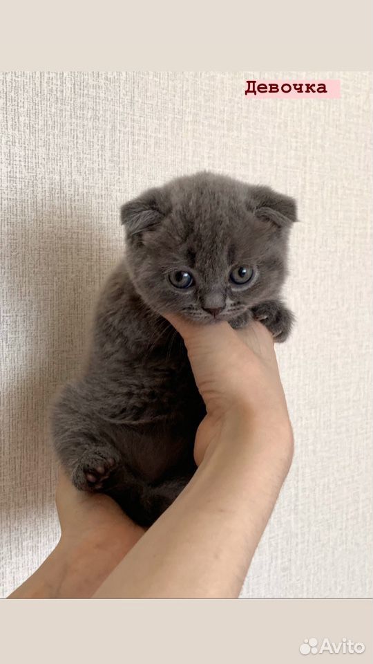 Шотландские котята