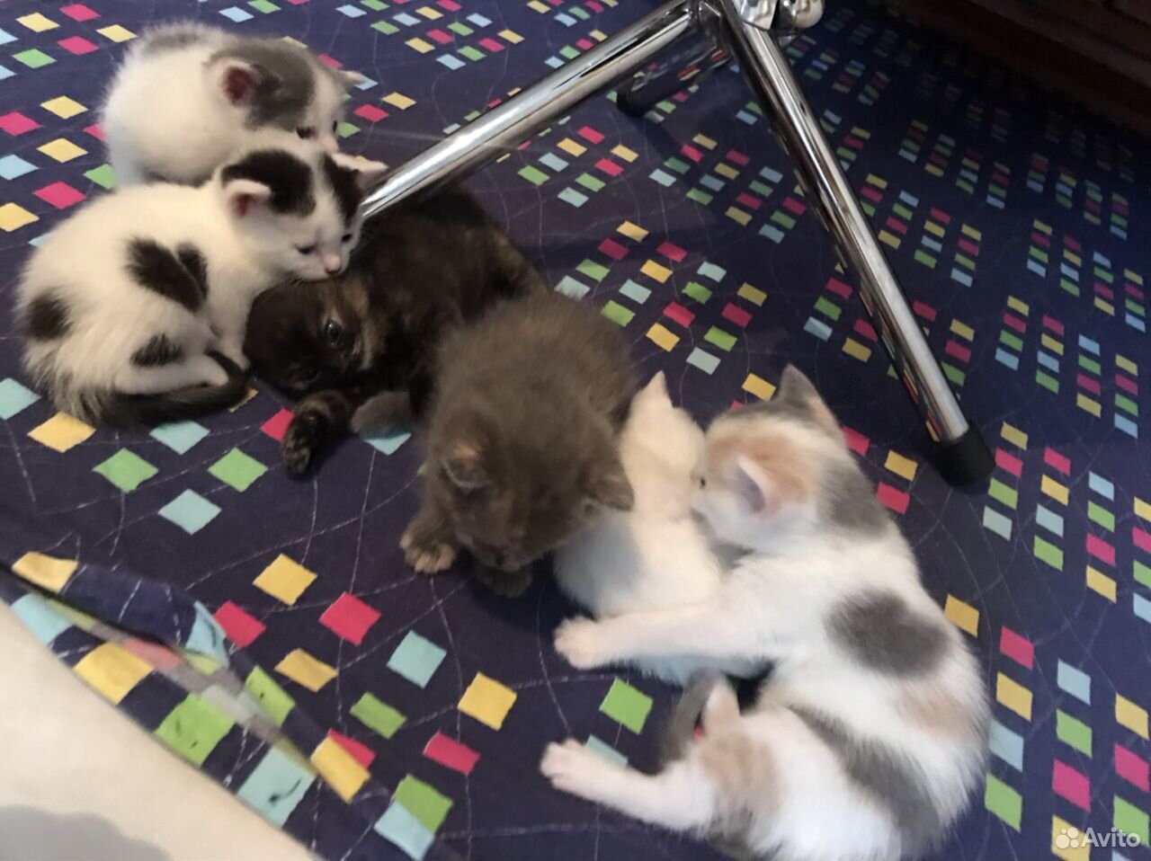 Котята