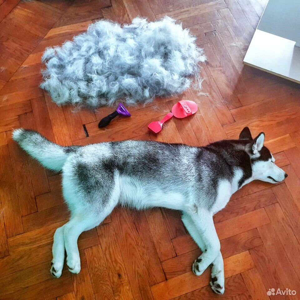 Шерсть Сибирской Хаски