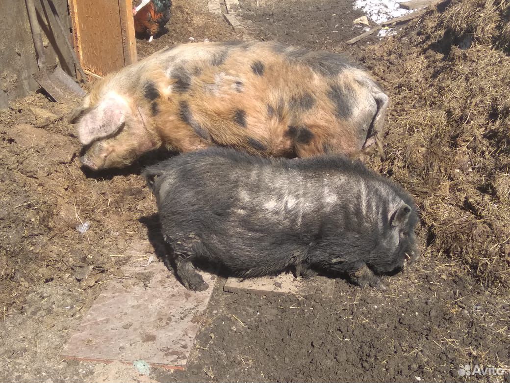 Продам свиней разного возроста