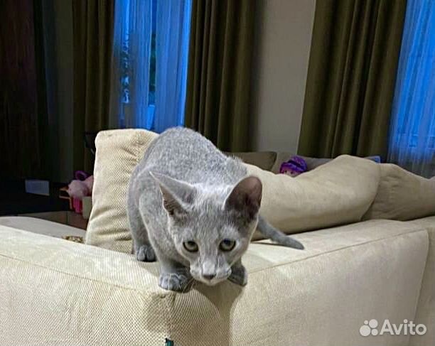 Котик Русская Голубая