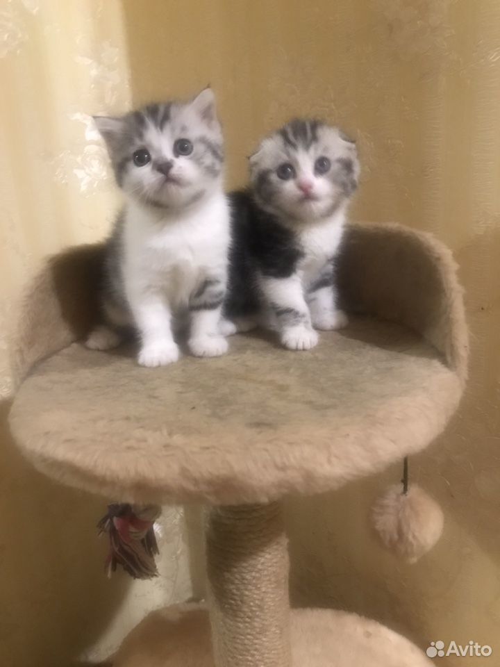 Шотландские котята бесплатно