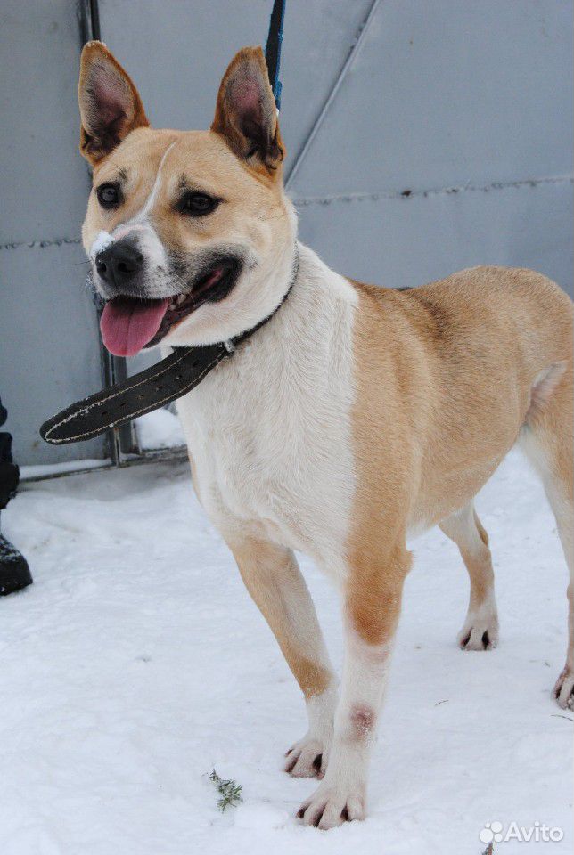 Нюша умница, красавица