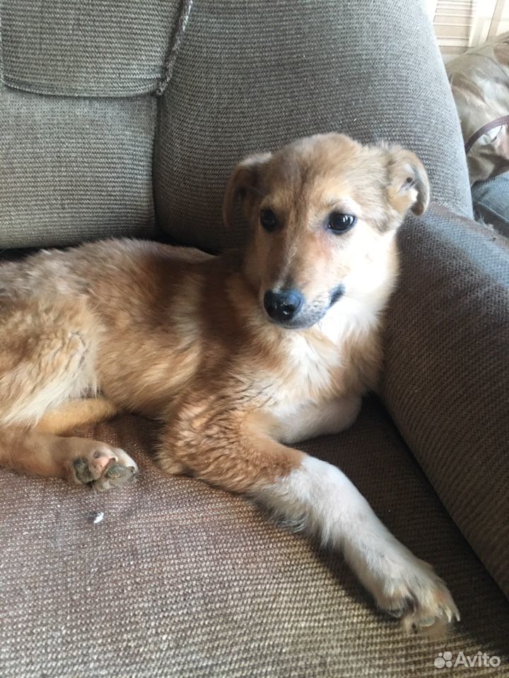 Щенок Кнопик ищет маму