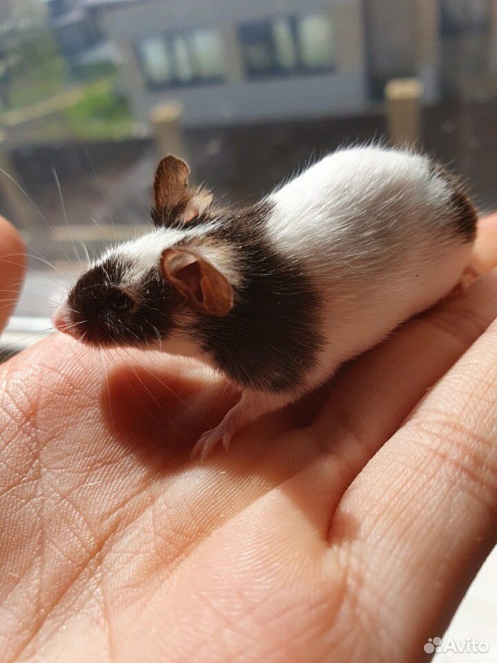 Бамбуковая Карликовая Мышь